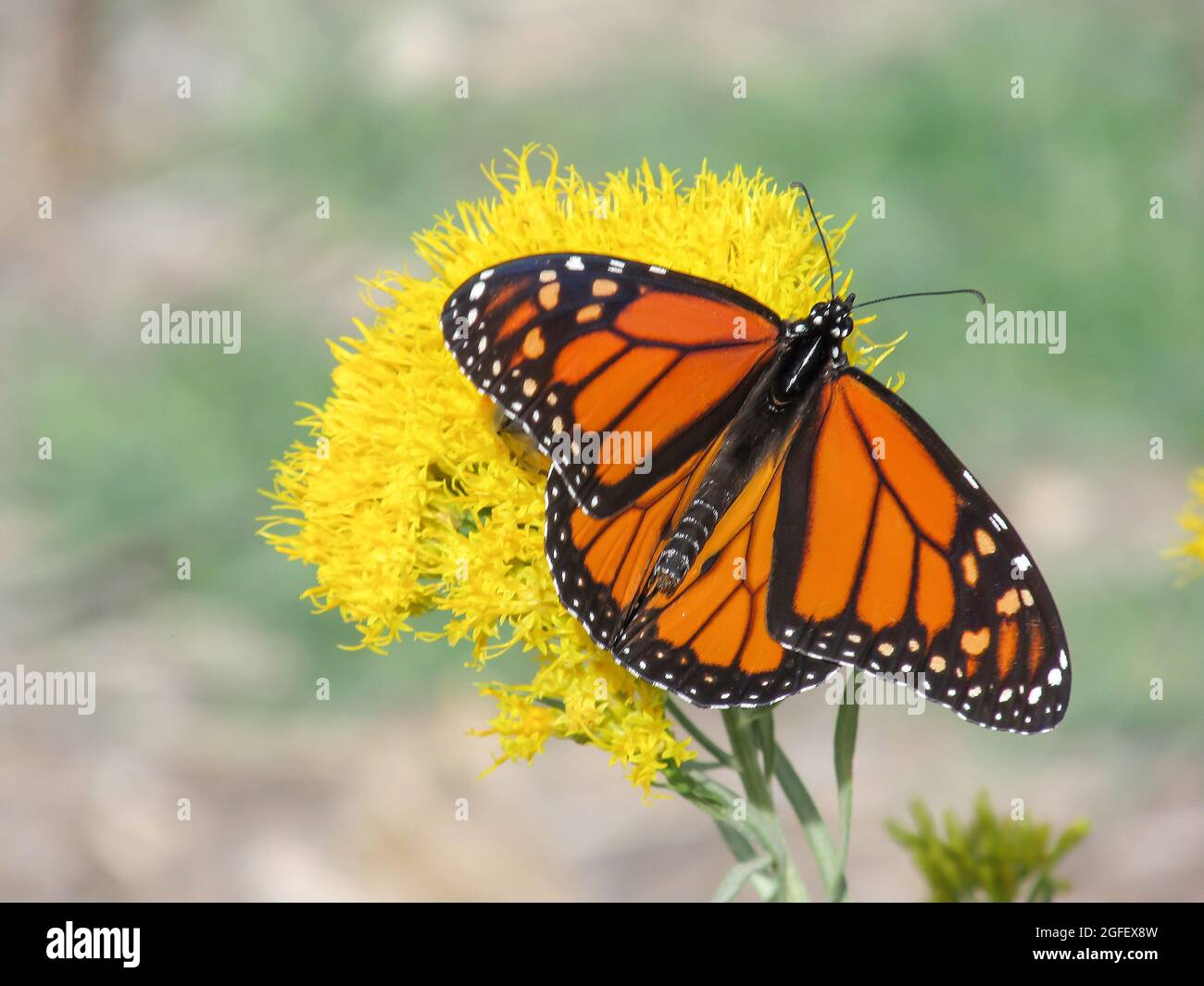 Common north american butterfly hi-res stock photography and images - Alamy