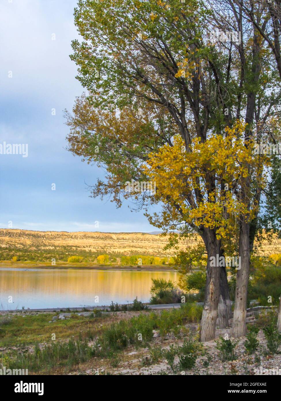 Yellow leaves on cottonwood tree hi-res stock photography and images ...
