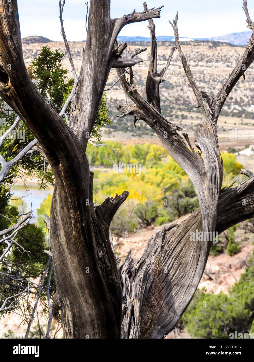Looking through the Dead twisted branches of a Utah Juniper, Juniperus ...