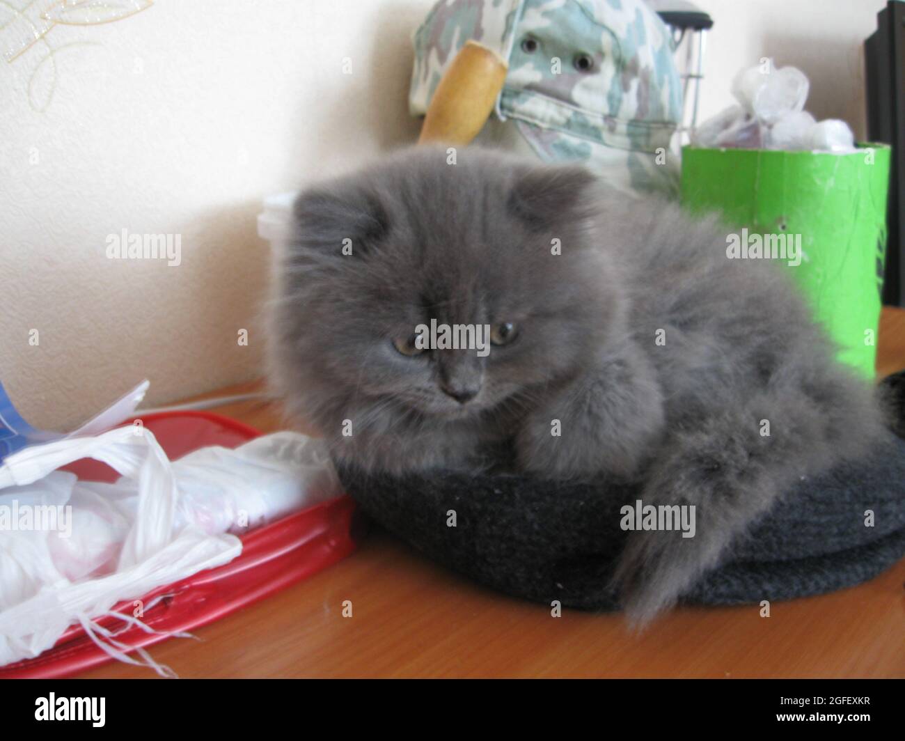 Photograph of a pet cat in a home environment Stock Photo - Alamy