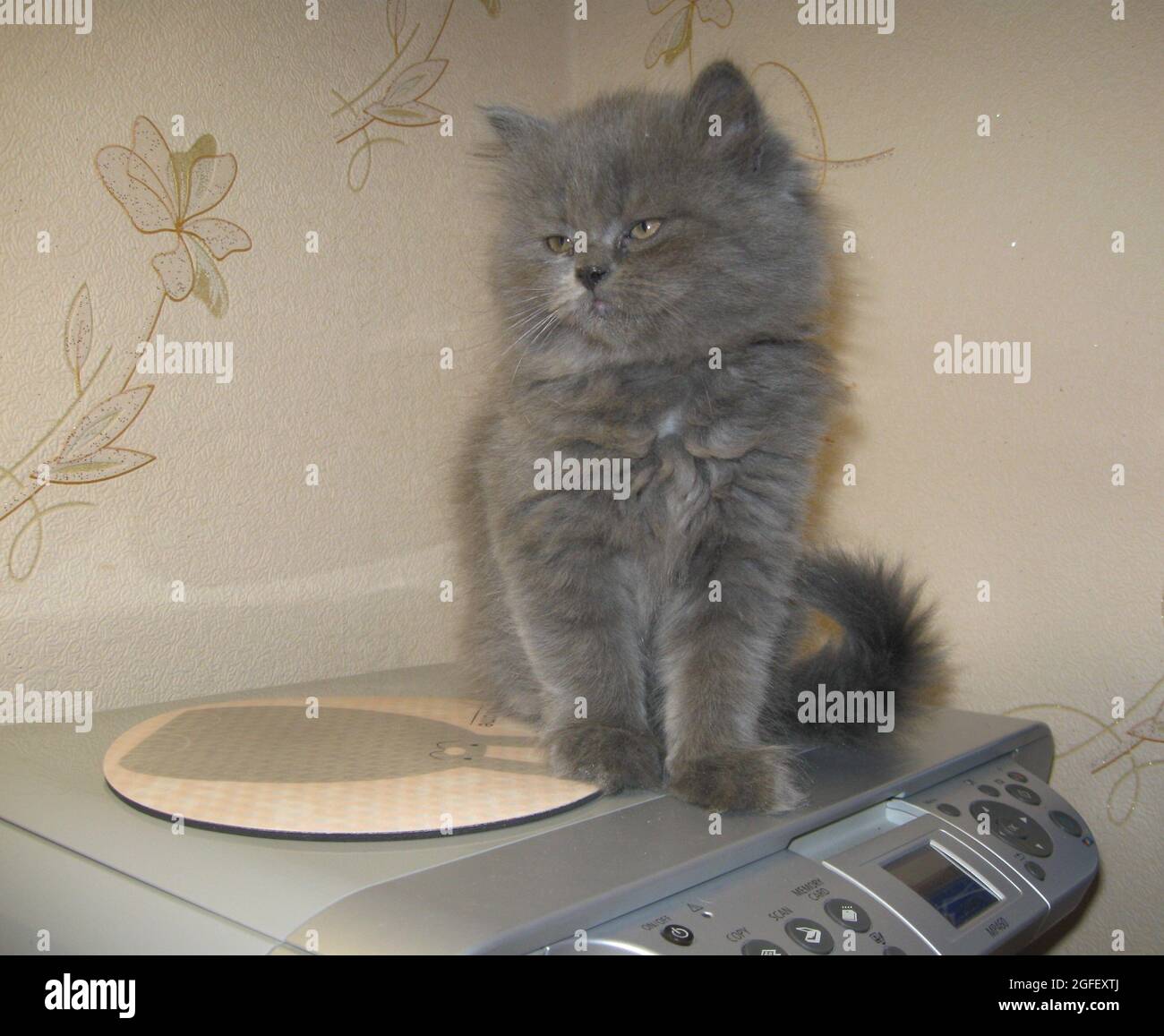 Photograph of a pet cat in a home environment Stock Photo - Alamy