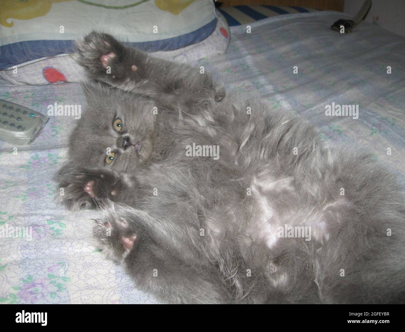 Photograph of a pet cat in a home environment Stock Photo - Alamy