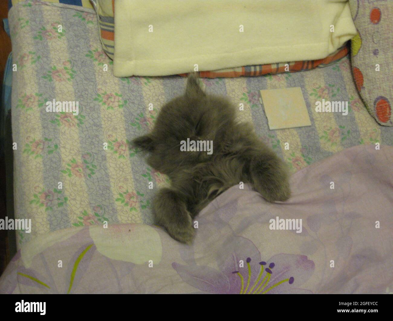 Photograph of a pet cat in a home environment Stock Photo - Alamy