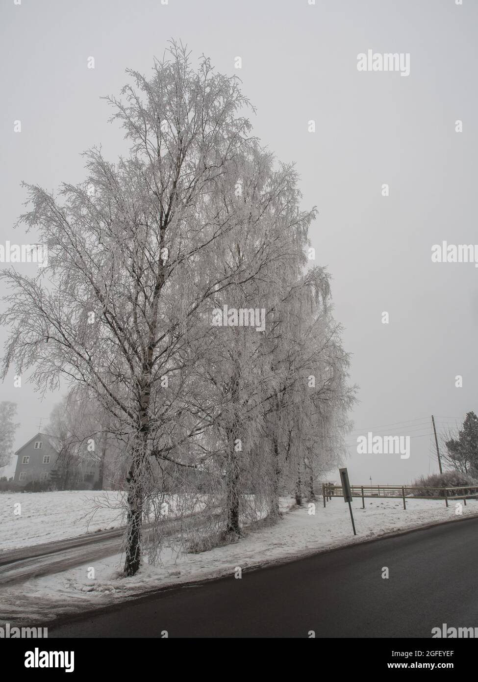 White, frosted trees in winter Stock Photo - Alamy