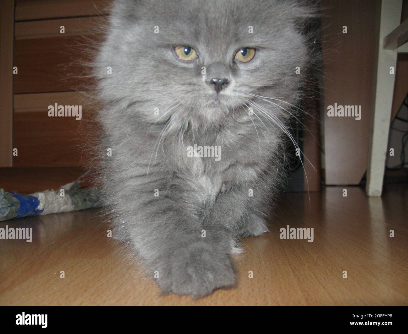 Photograph of a pet cat in a home environment Stock Photo - Alamy