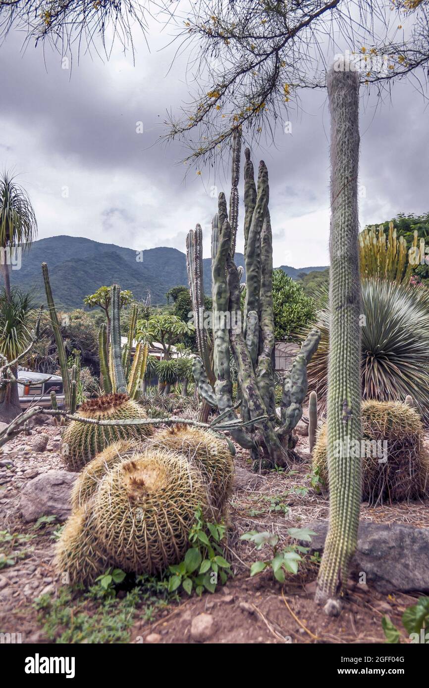 Characteristic flora of the Mexican desert with cacti. Chapala, Mexico ...