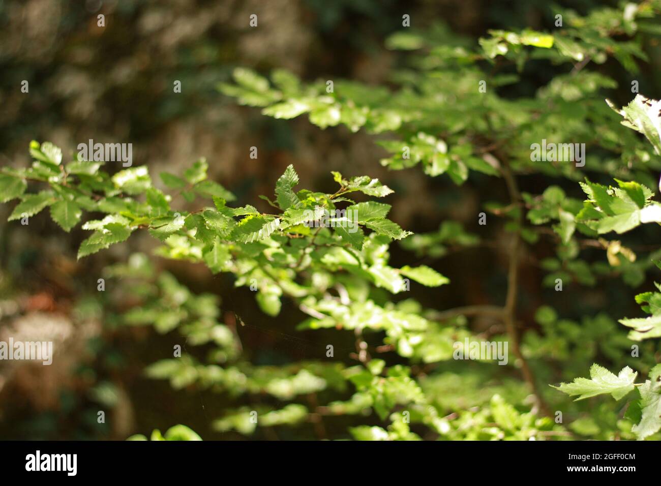 branches of a shrub in the forest, green leaves with glare from the sun ...