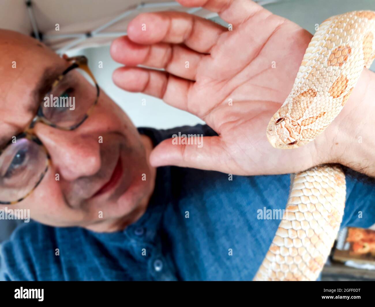 Albino pig snout snake hi-res stock photography and images - Alamy