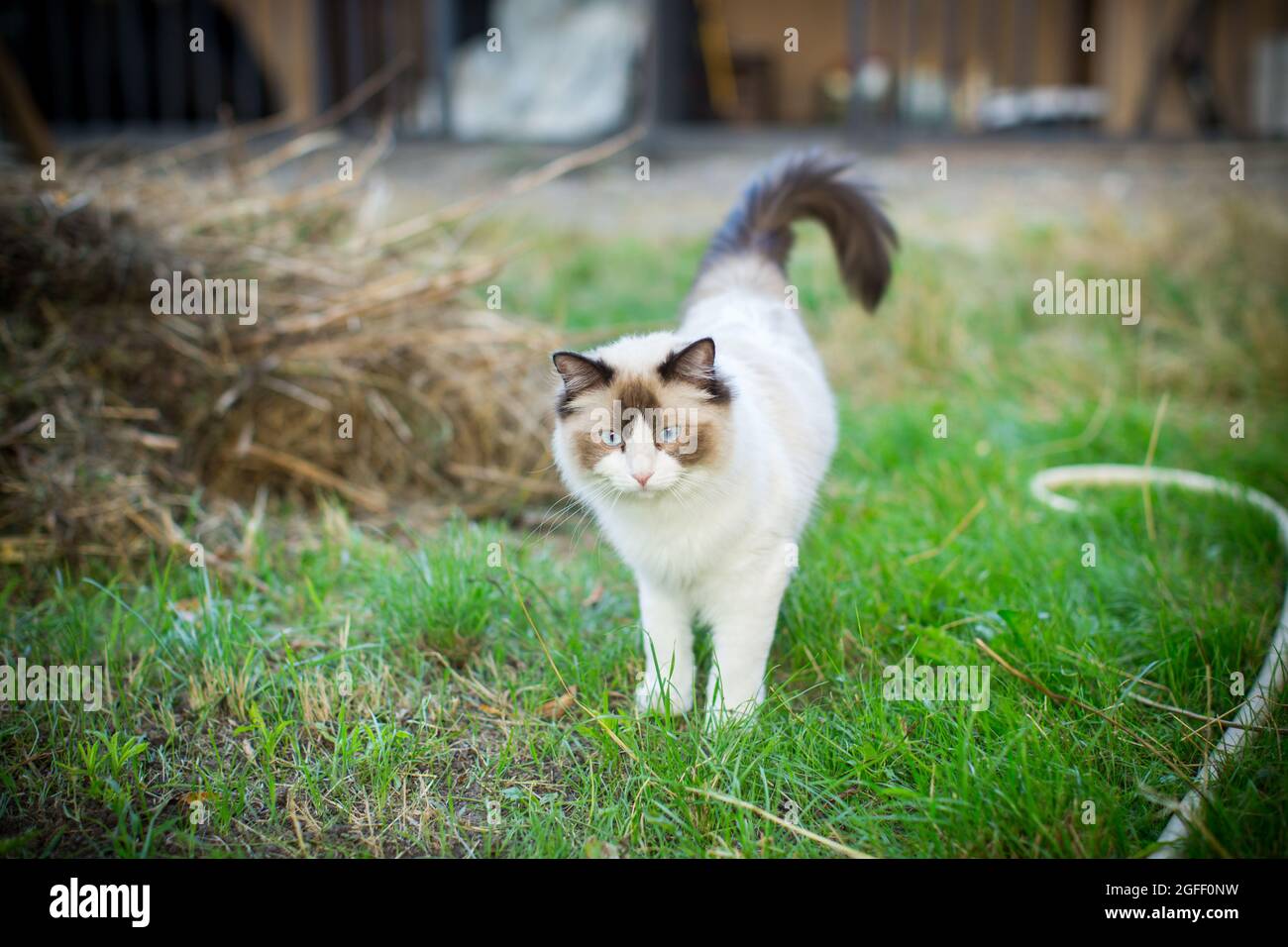 beautiful young cat of Ragdoll breed walks on the street, outdoors ...