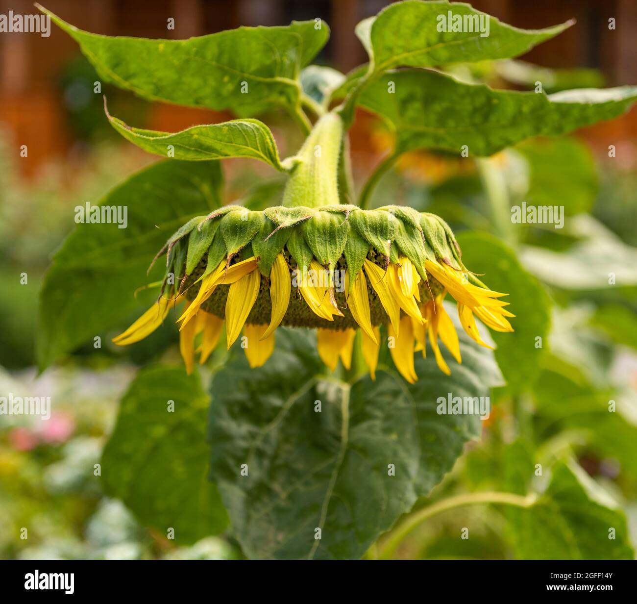 Sad sunflower hi-res stock photography and images - Alamy