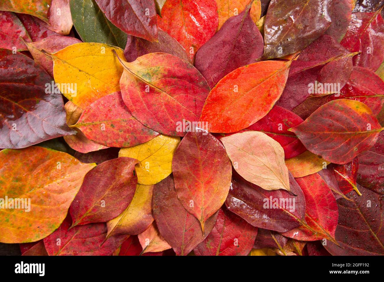 Carpet of leaves of various colors typical of the tree of persimmon ...