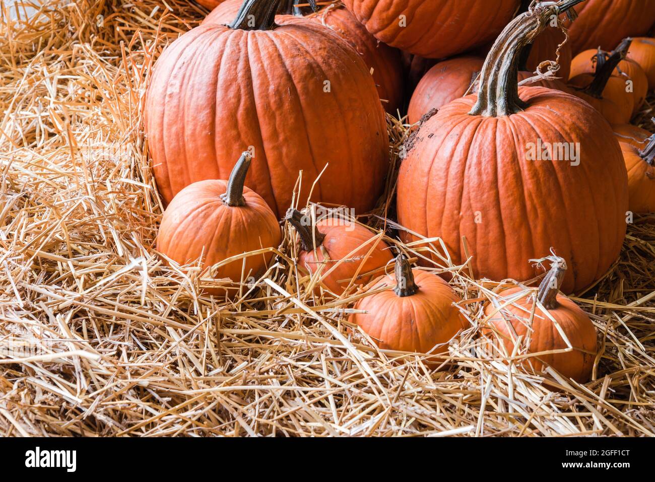 Straw jack festival hi-res stock photography and images - Alamy