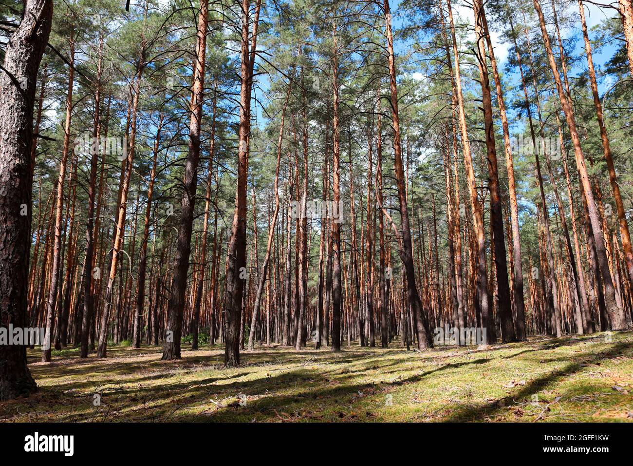 beautiful pine forest smooth pillars trees grow in rows Stock Photo - Alamy