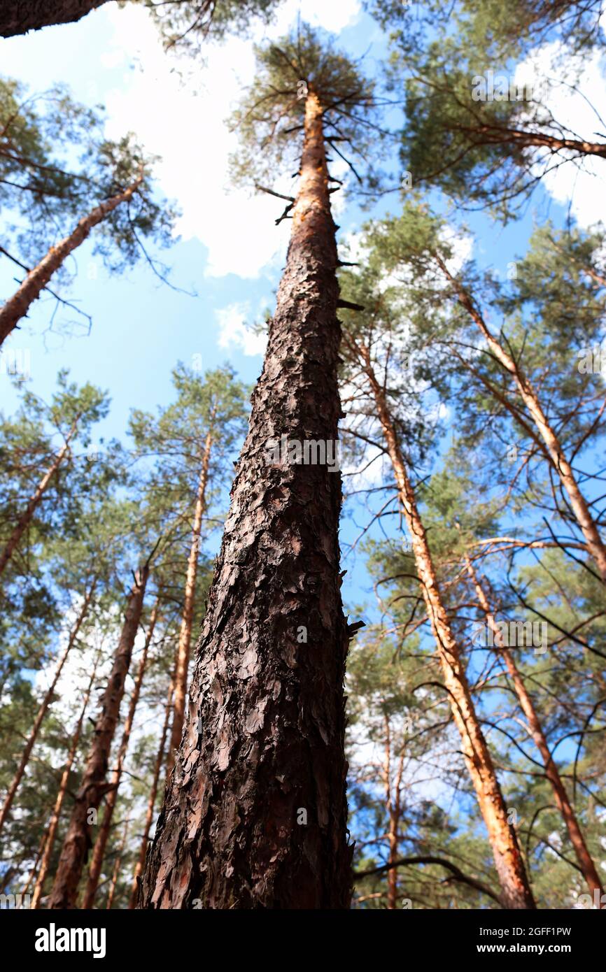 pillar pine tree view from the bottom up on the branches of trees Stock ...