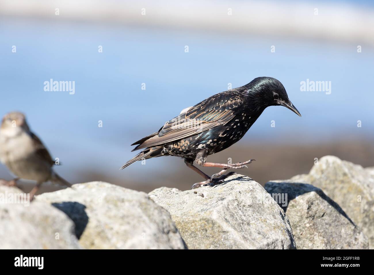 Cheeky starling hi-res stock photography and images - Alamy