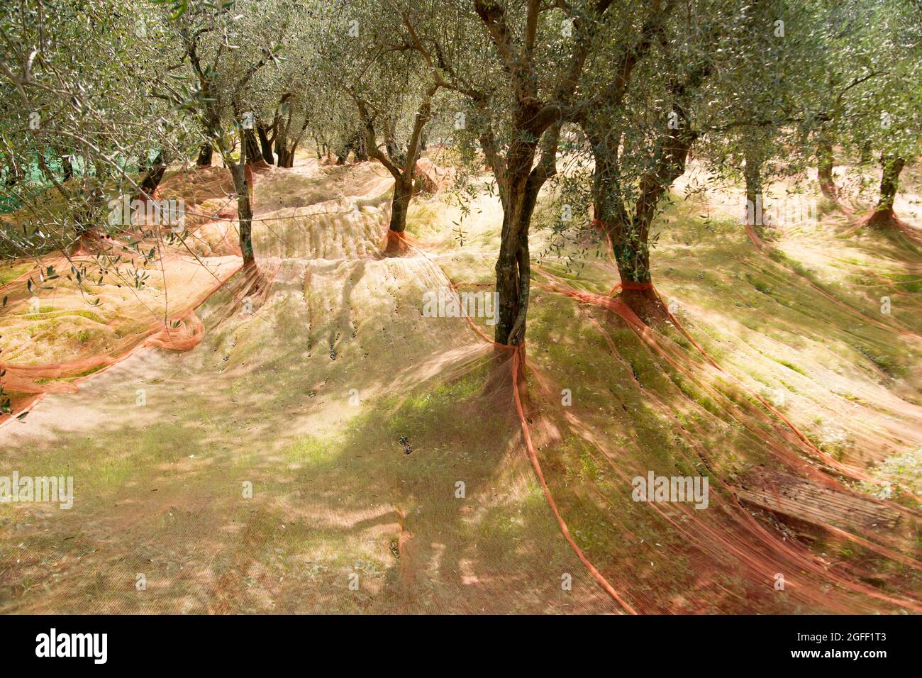 He extended networks for the Olive harvest in late fall Stock Photo - Alamy