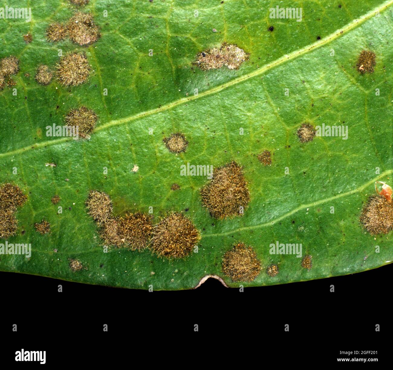 Cephaleuros hi-res stock photography and images - Alamy