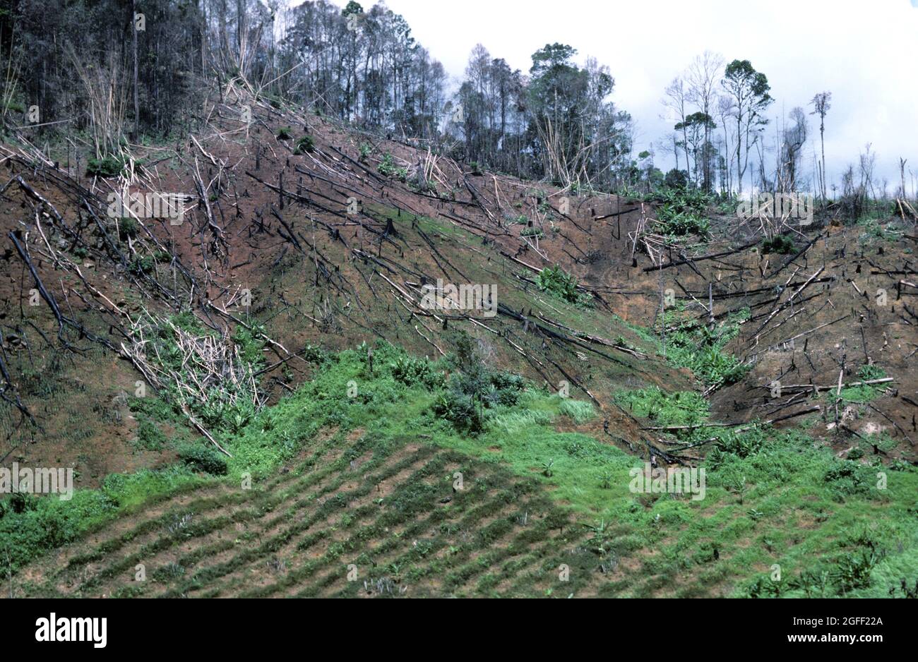 Deforestation, tree felling and burning to clear more land for ...