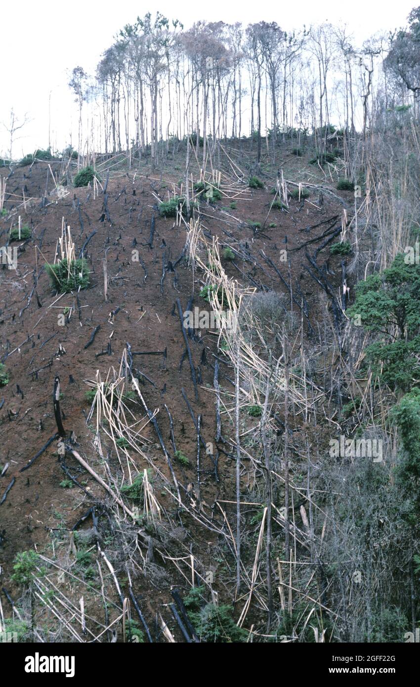 Deforestation tree hi-res stock photography and images - Alamy