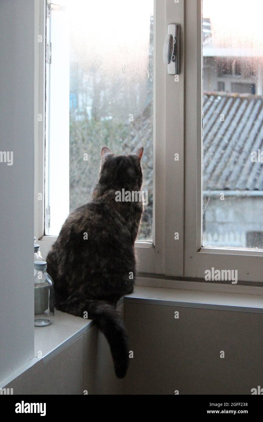 cat in front of a window in a house in france Stock Photo - Alamy