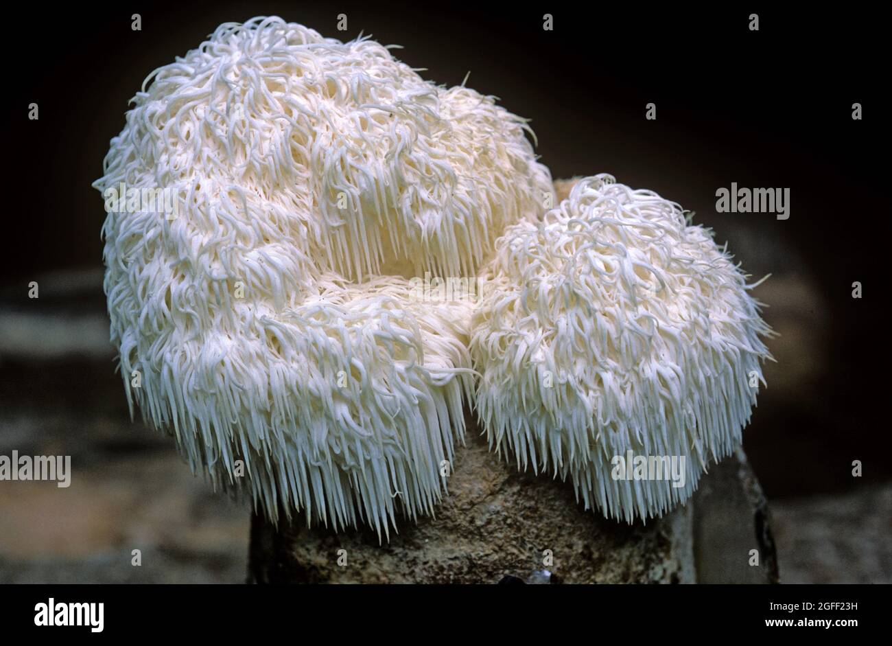 Monkey head pom pom mushroom hi-res stock photography and images - Alamy