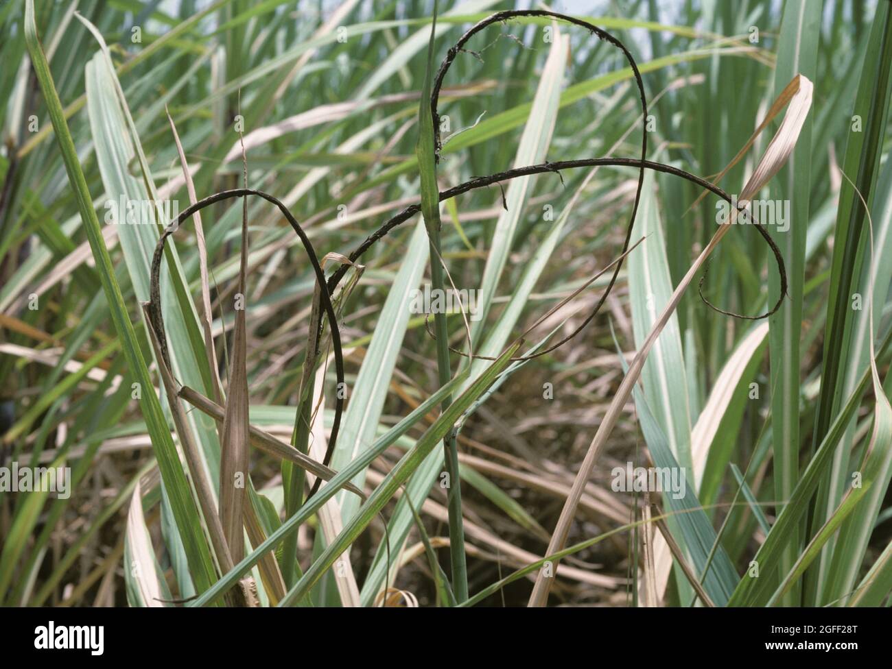 Ustilago fungus hi-res stock photography and images - Alamy