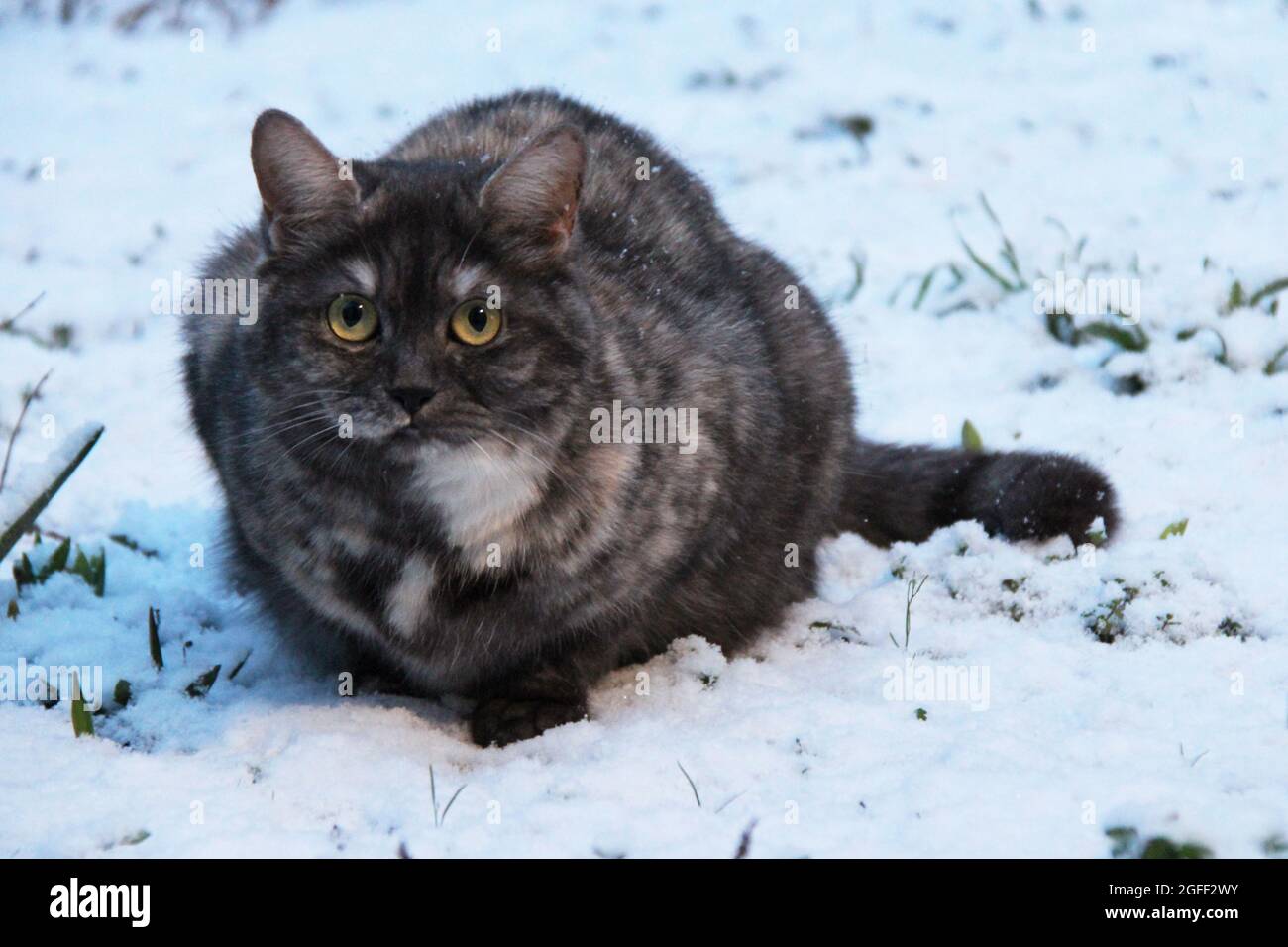 Tete a queue hi-res stock photography and images - Alamy