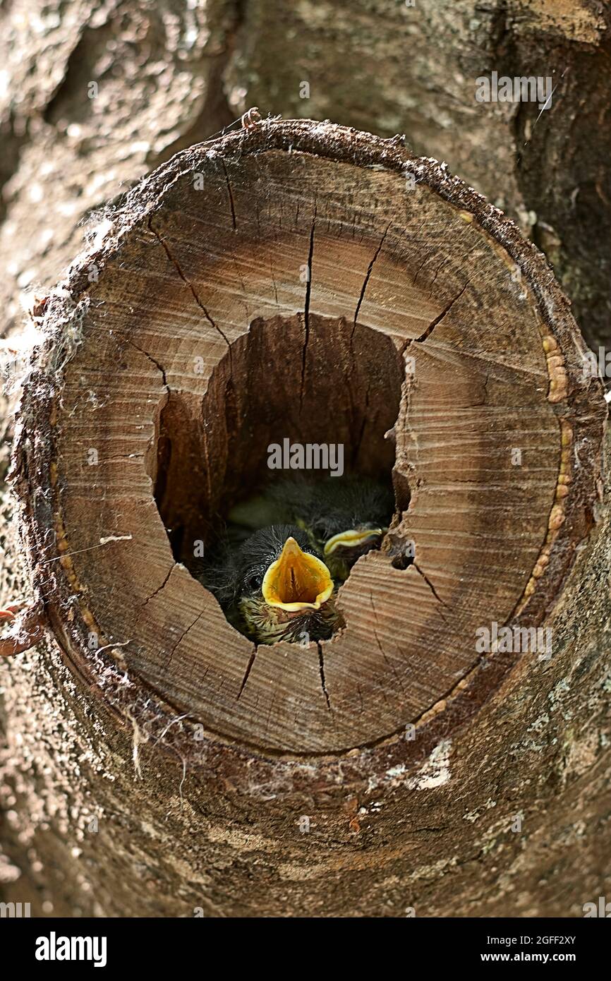 Two small birds in a nest inside a tree Stock Photo - Alamy