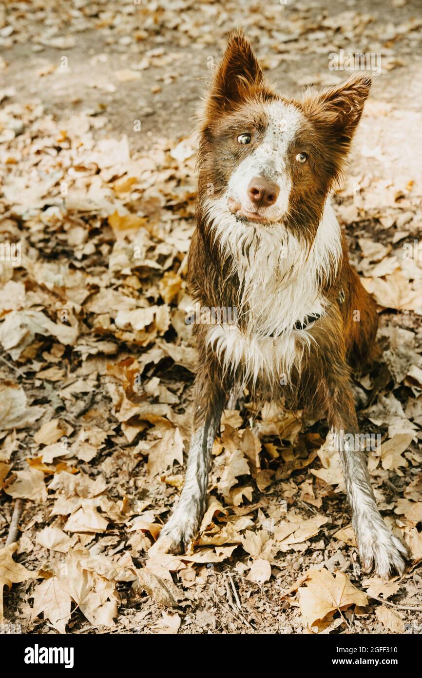 Guilty face dog hi-res stock photography and images - Alamy