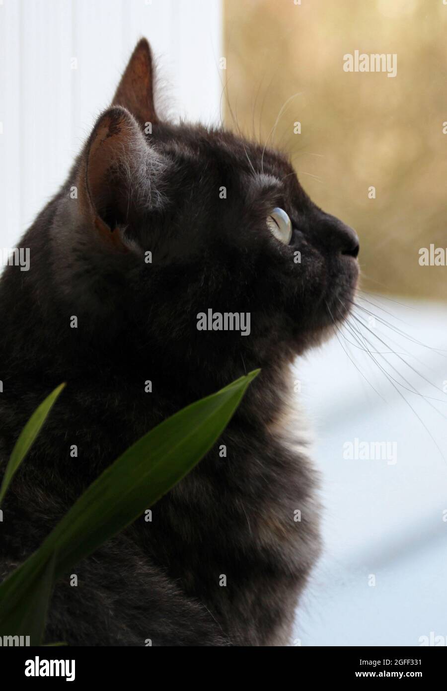 cat in front of a window in a house in france Stock Photo - Alamy