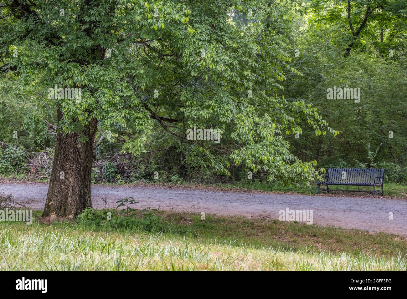 Shade giving tree hi-res stock photography and images - Alamy