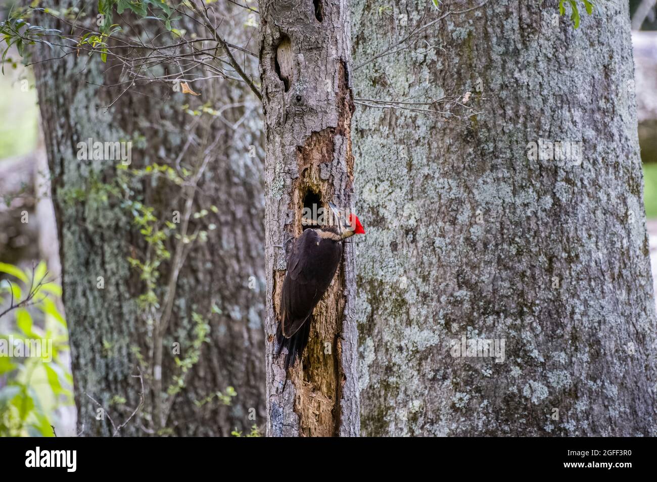 Pileated woodpecker tapping tree hi-res stock photography and images ...