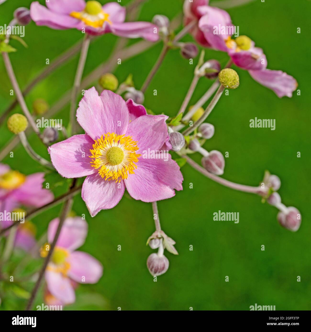 Blooming autumn anemone, Anemone hupehensis Stock Photo - Alamy