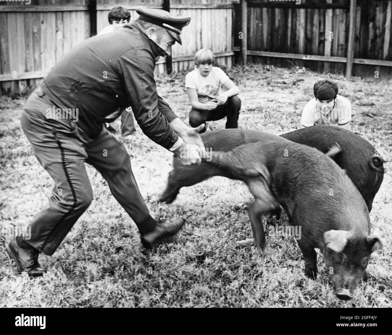 Man catching a hog hi-res stock photography and images - Alamy