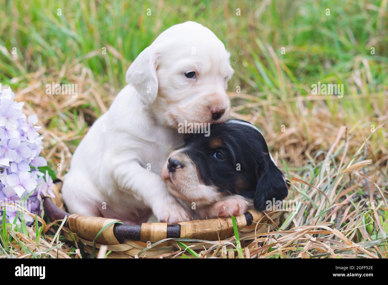 English setter puppy hi-res stock photography and images - Alamy