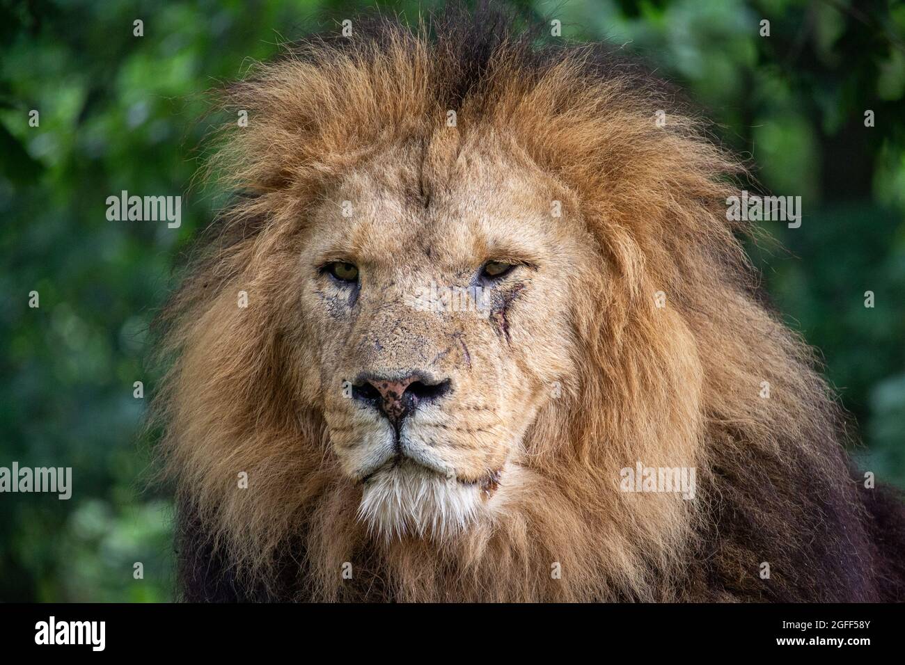Lion pose hi-res stock photography and images - Alamy