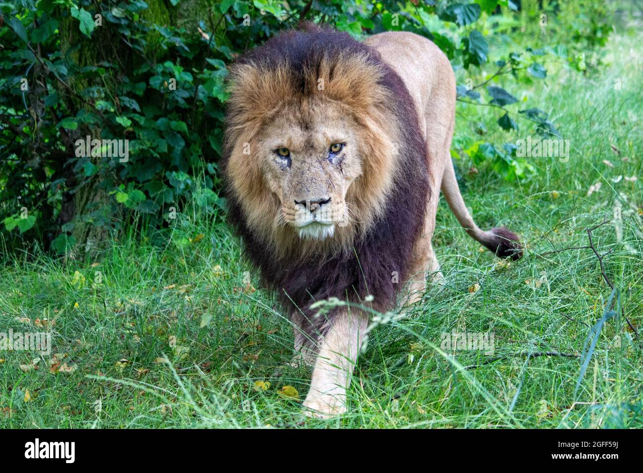 Lion pose hi-res stock photography and images - Alamy