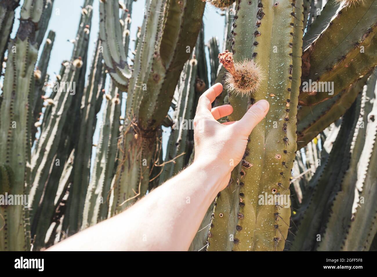 Human hand shows the fruit of the pitaya. Sayula, Mexico Stock Photo ...