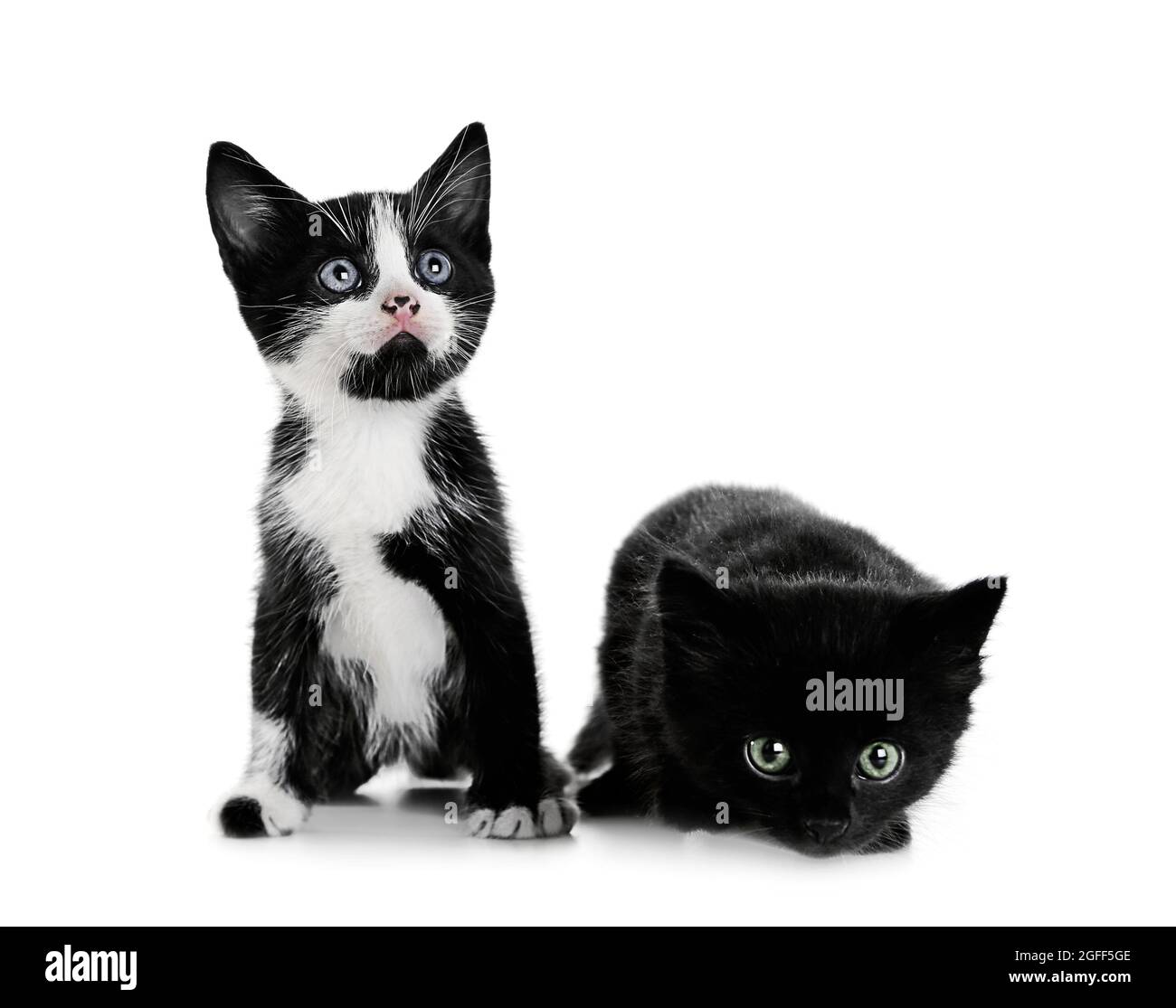 Cute small cats, isolated on white Stock Photo - Alamy