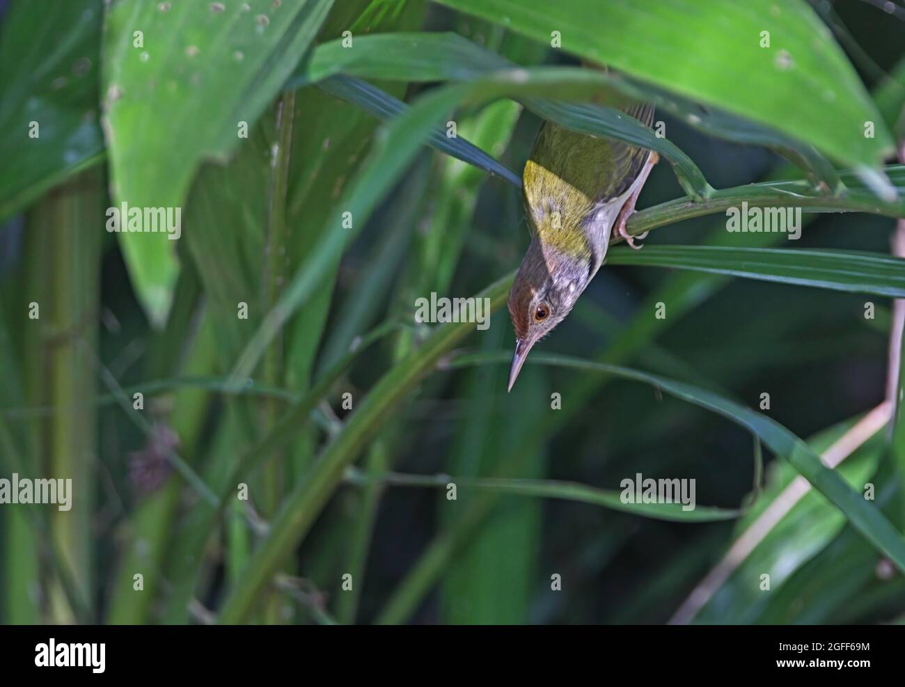 Common Tailorbird (Orthotomus sutorius inexpectatus) immature climbing ...