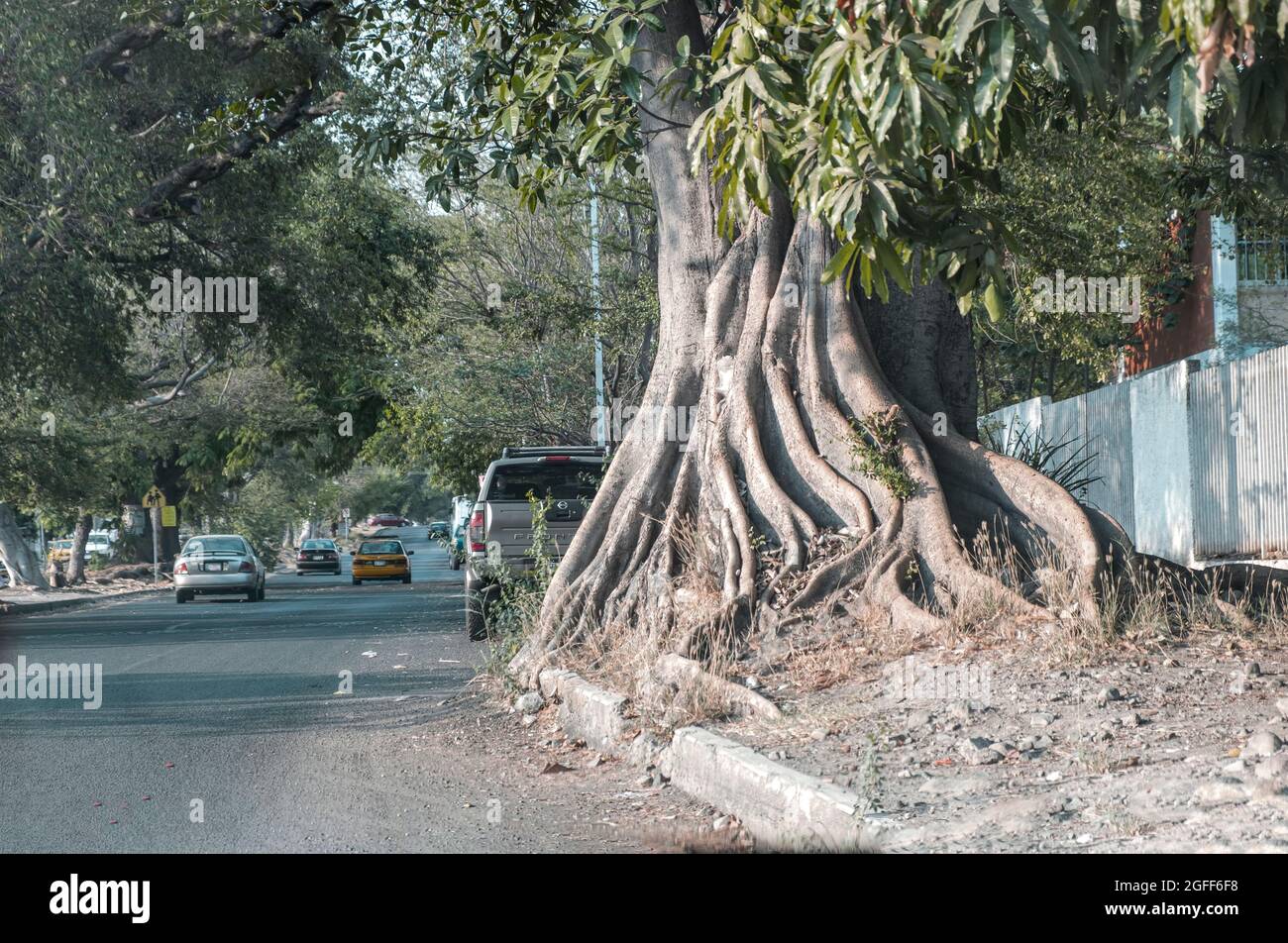 Secular plants hi-res stock photography and images - Alamy