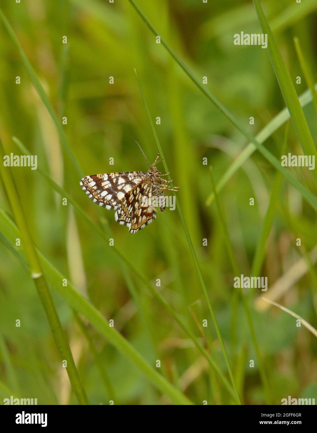 Latticed Heath Moth Stock Photo - Alamy