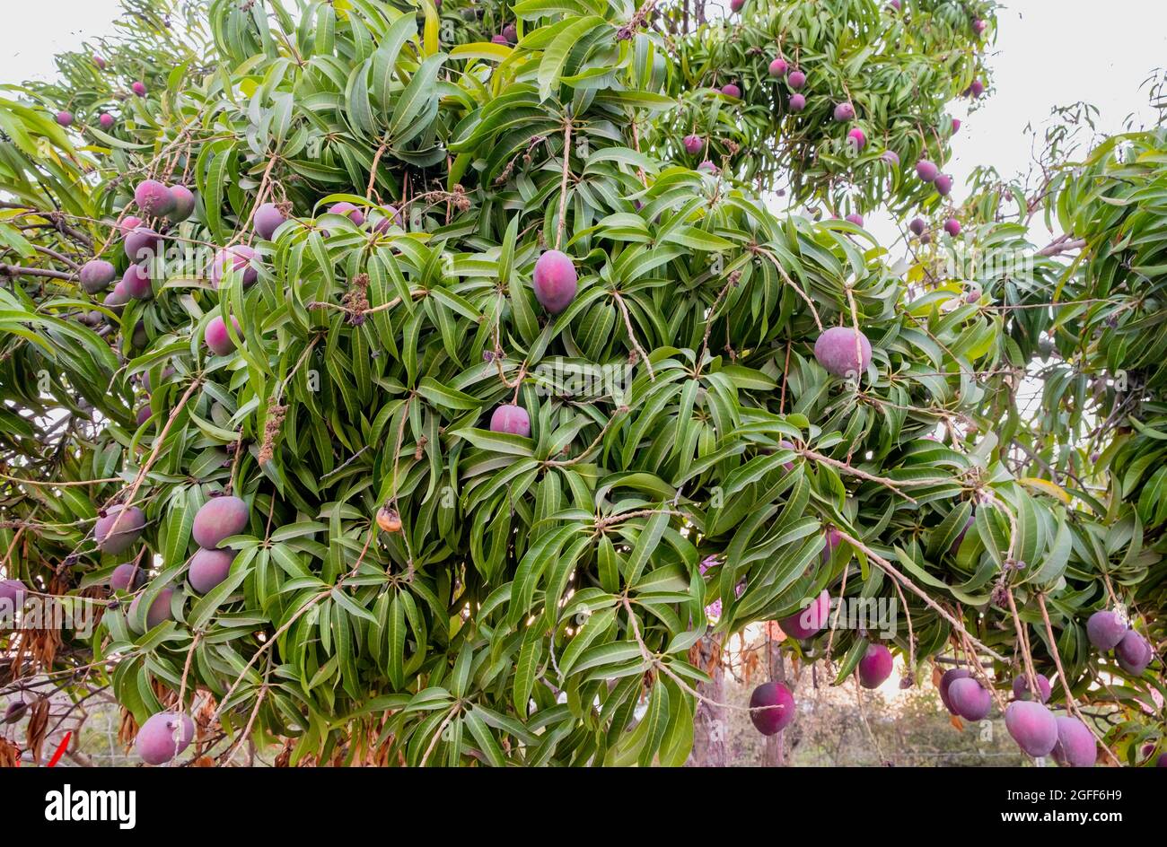 Mango tree loaded with ripe fruit. Colima, Mexico Stock Photo - Alamy