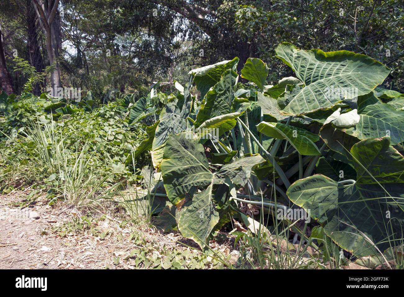 Alocasia macrorrhizos plant. Colima, Mexico Stock Photo - Alamy