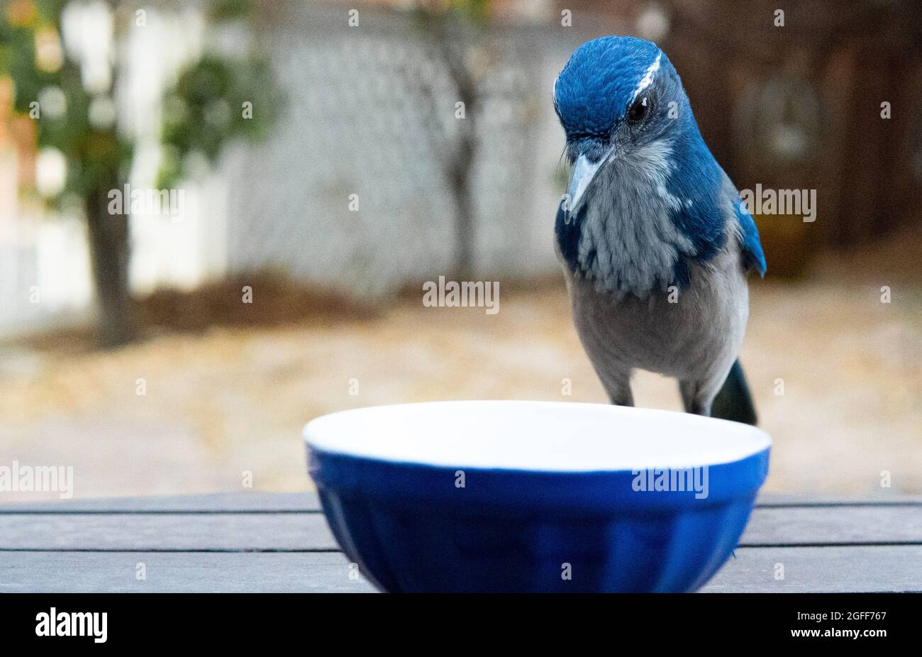 Scrub jay food hi-res stock photography and images - Alamy