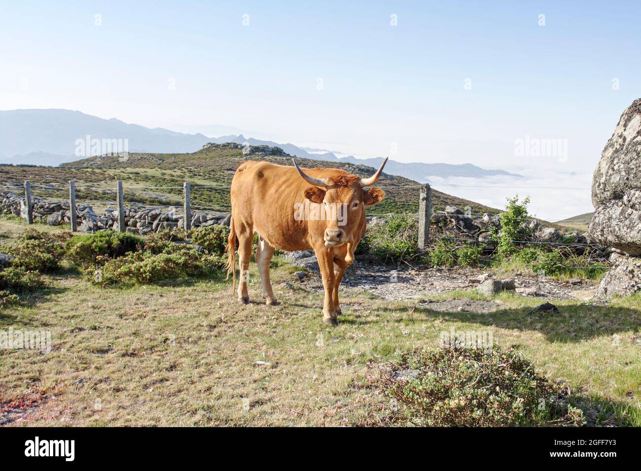 Portuguese mountain cow. North of Portugal Stock Photo - Alamy