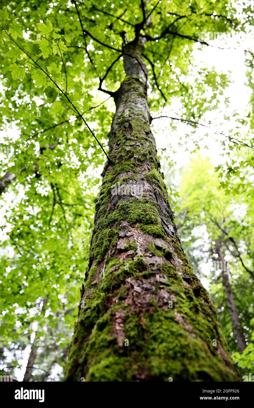 Top of tree in forest Stock Photo - Alamy