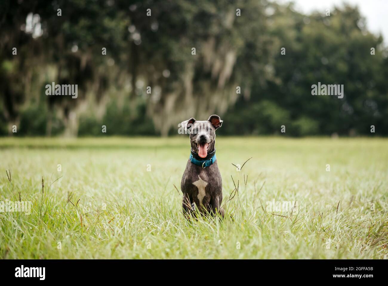Gray american staffordshire terrier mix at the park on green grass ...