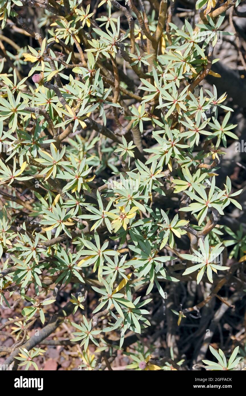 balsam spurge, Balsam-Wolfsmilch, Euphorbia balsamifera, kutyatej ...