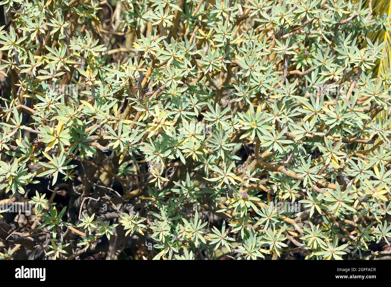 balsam spurge, Balsam-Wolfsmilch, Euphorbia balsamifera, kutyatej ...